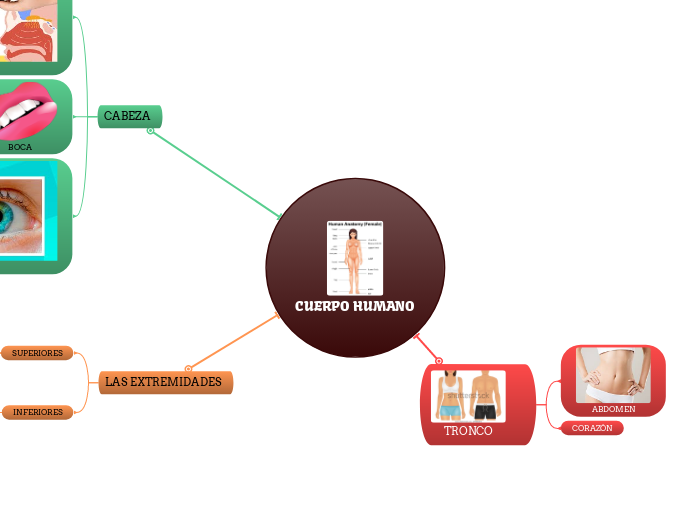 CUERPO HUMANO - Mind Map